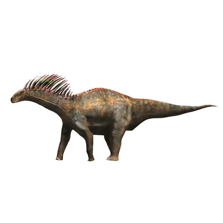 Amargasaurus is a sauropod dinosaur from the Early Cretaceous Period ...