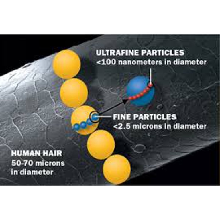 A Human Hair Is About 50 μm In Diameter | ppgbbe.intranet.biologia.ufrj.br