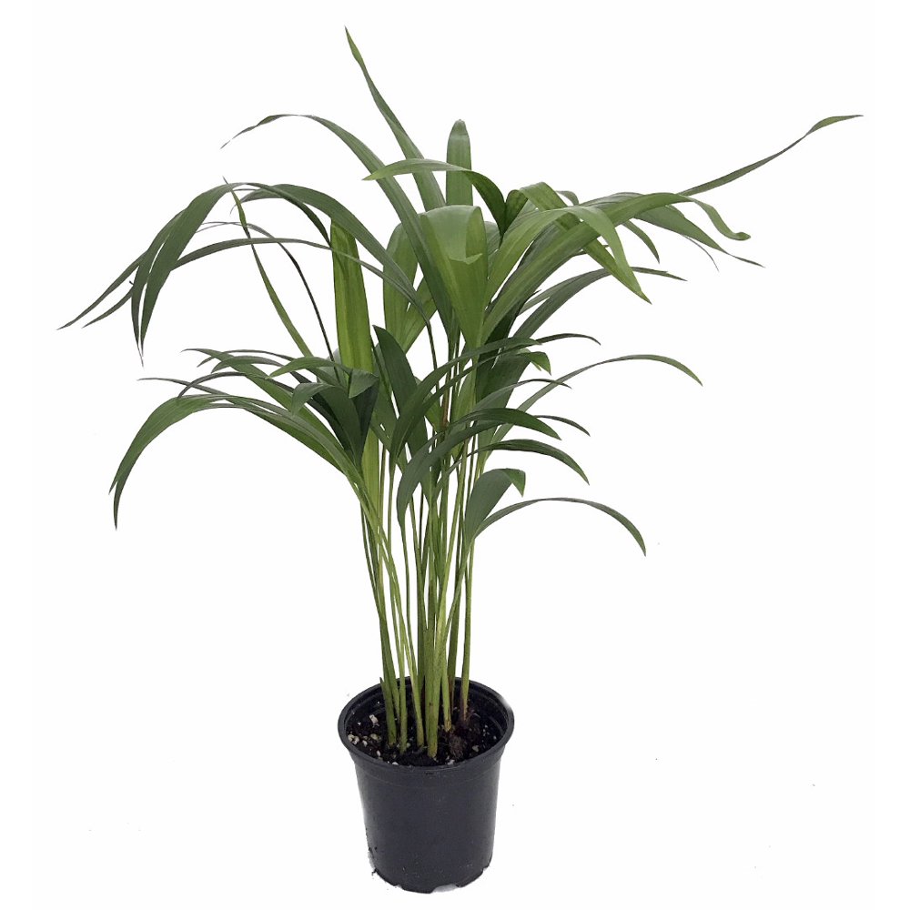 Areca Butterfly Palm - Chrysalidocarpus lutescens - Easy House Plant ...