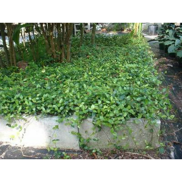 Asian Jasmine Ground Cover Spacing