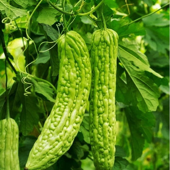 Bitter Gourd