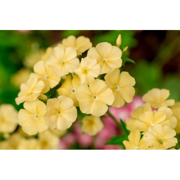 Plant Phlox