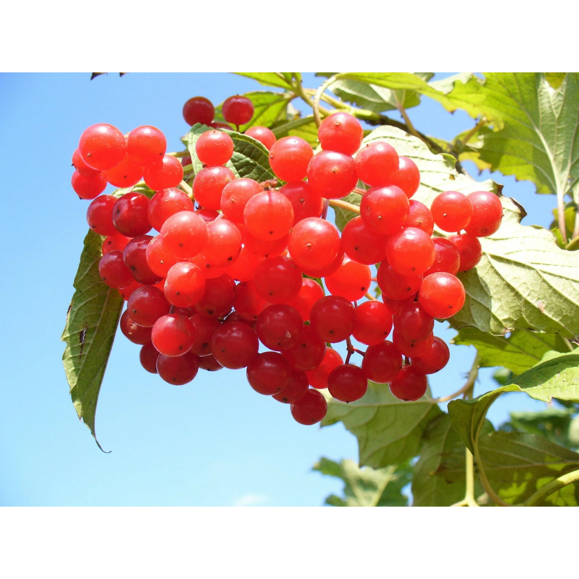 Click here for Seedville Usa 20 American Highbush Cranberry Vibur... prices