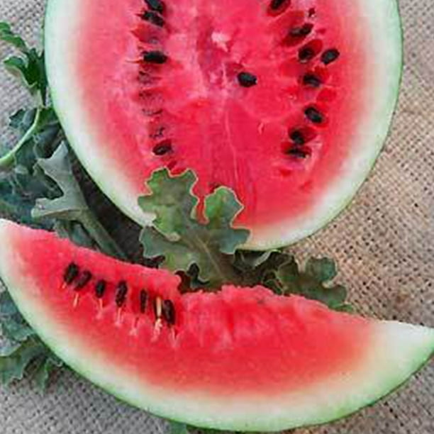 Bush Sugar Baby Watermelon - 2 g ~16 Seeds - Non-GMO, Open Pollinated ...