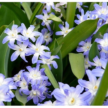 10 Roselily Belonica Bulbs - Walmart.com