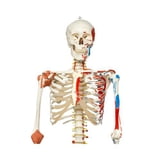 Anatomical Model: Sam the Super Skeleton W/ Pelvic on Roller Stand ...
