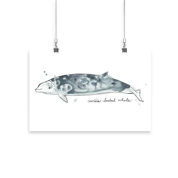 Cetacea Cuviers Beaked. Whale Poster - June Erica Vess Designs ...