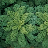 Organic Belstar Hybrid Broccoli Seeds - 25 Seeds - Walmart.com