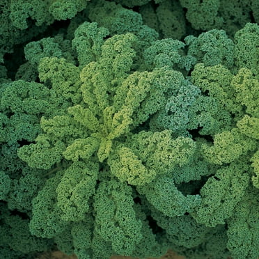 Organic Belstar Hybrid Broccoli Seeds - 25 Seeds - Walmart.com