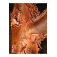 CZ Grain 30 Paperbark Maple Tree Plant Seeds, Cinnamon Colored ...