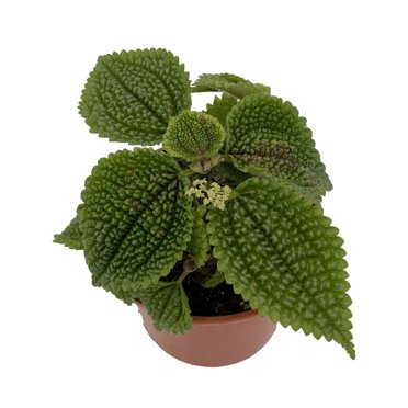 Spring Carpet Mount Atlas Daisy - Anacyclus depressus - 4" Pot ...