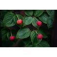 Kousa Dogwood Tree Seedlings for Planting - Cornus kousa - No ...