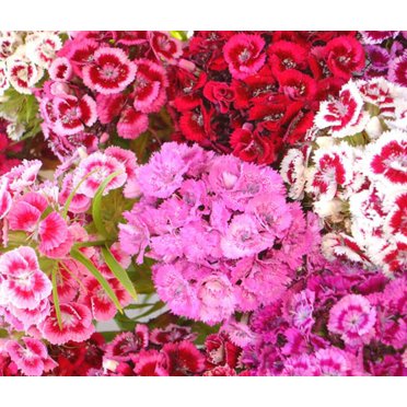 Dianthus Super Parfait Series Flower Seeds - Raspberry - 100 Seeds ...