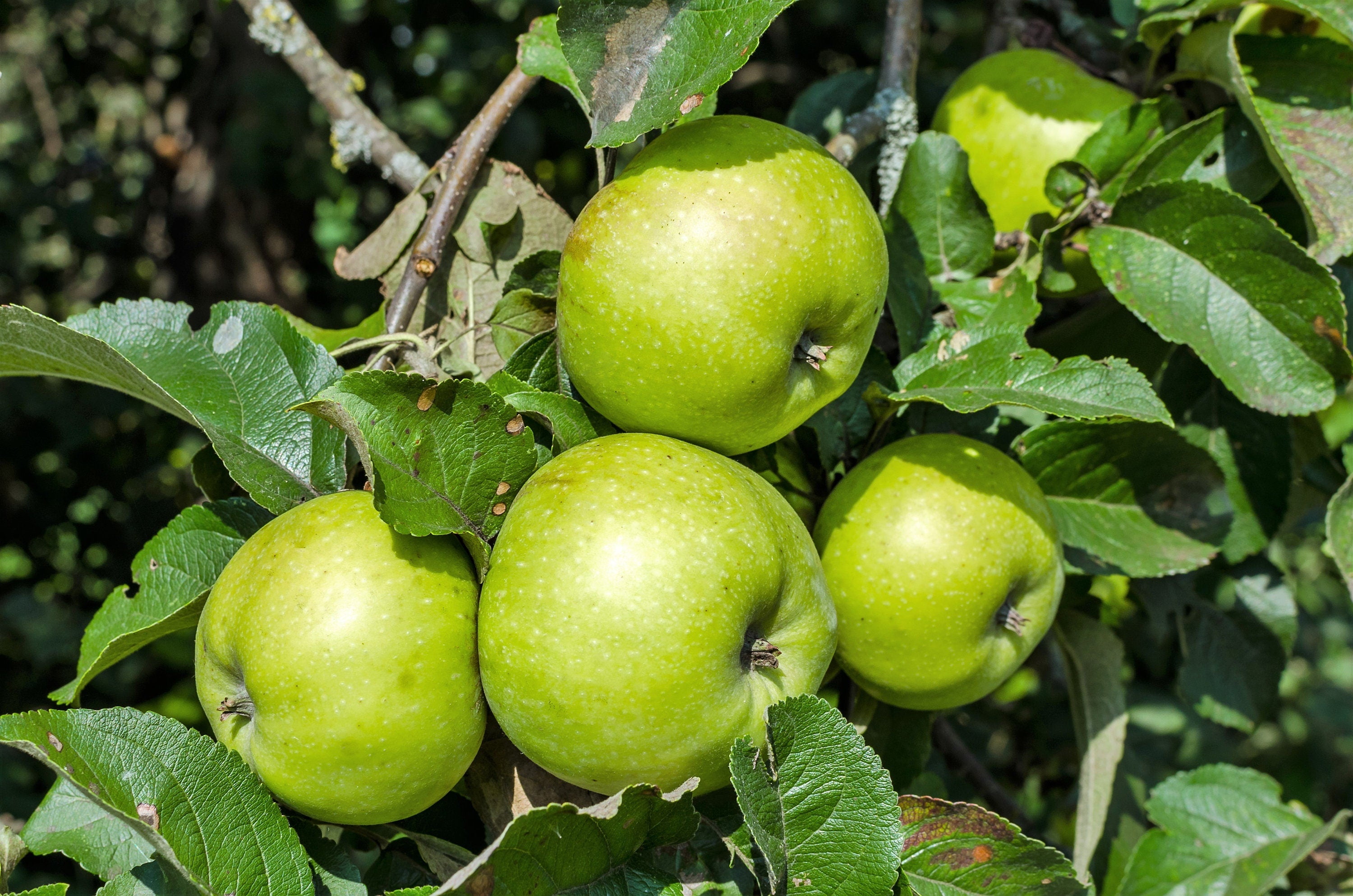 25 ANTONOVKA APPLE TREE Malus Pumila var. Antonovka Yellow Green Fruit ...