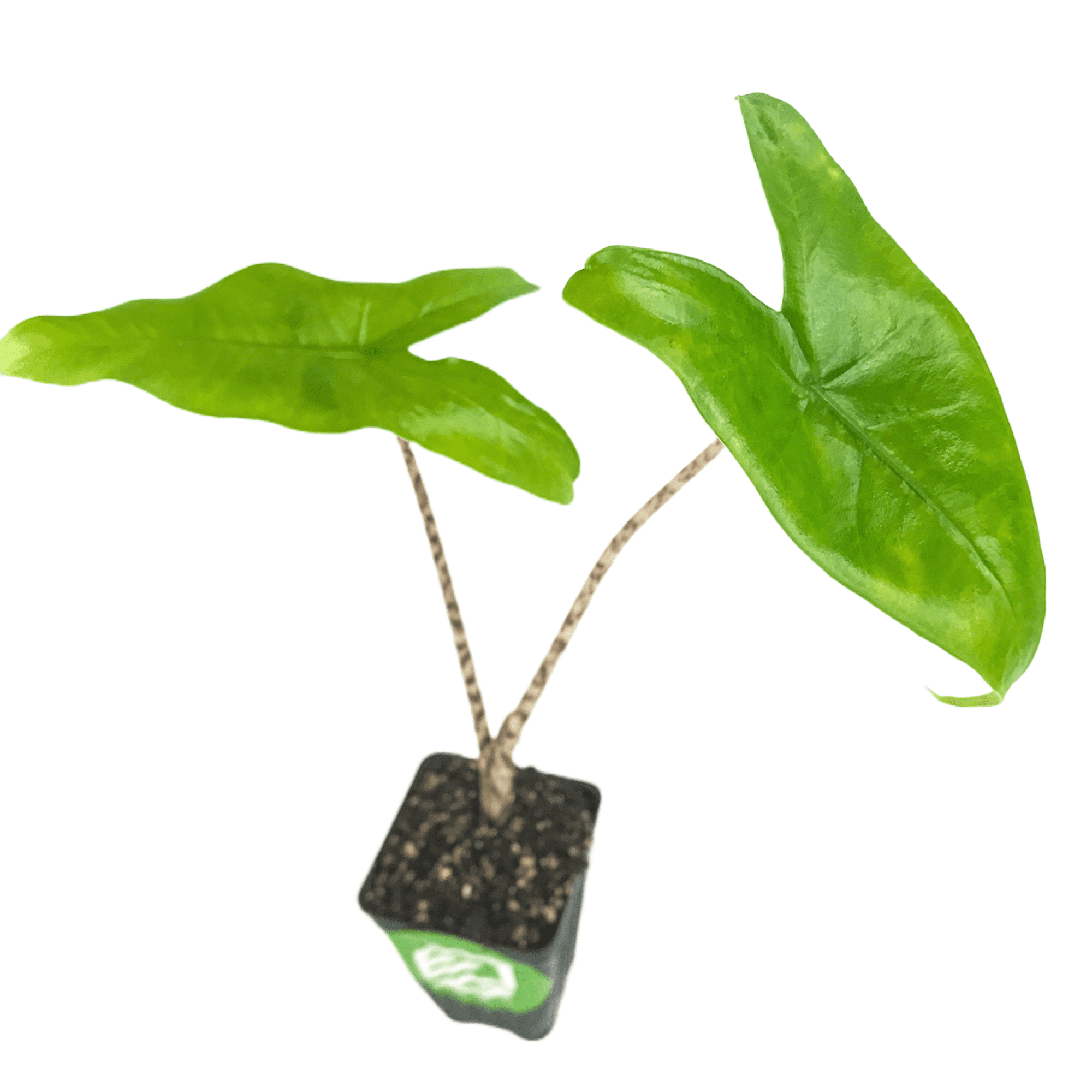 Tiger / Zebra Elephant Ear Live Plant - Alocasia zebrina - Wellspring ...