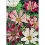 200 COSMOS SEASHELLS Cosmos Bipinnatus Sea Shells Flower Seeds ...