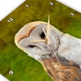3drose, Closeup View of an Adorable Owl Bird, Textured Green Background ...