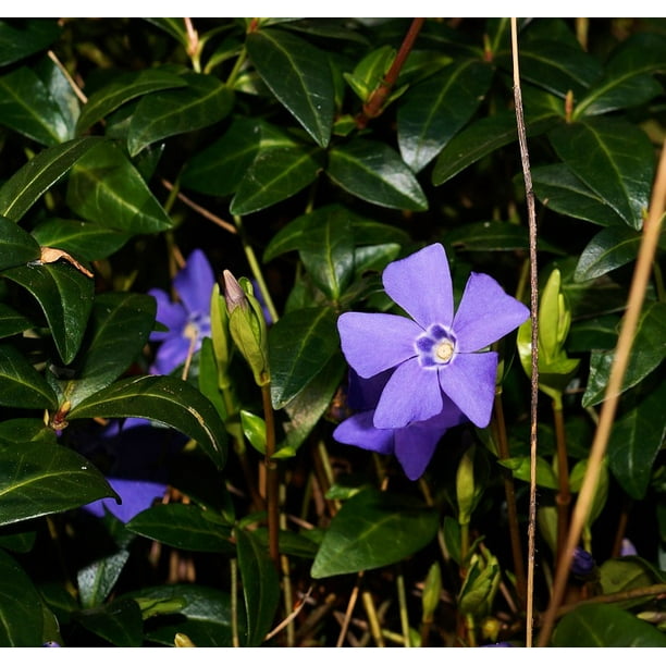 Vinca Periwinkle Ground Cover