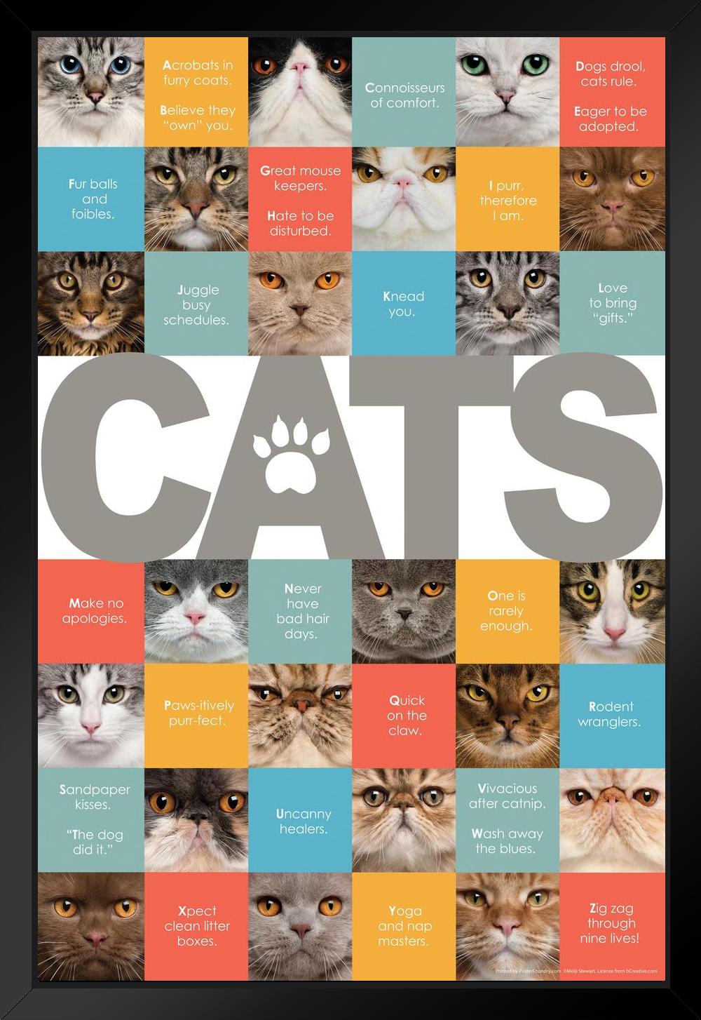 A to Z of Cats Cute Pets Loving Animals Baby Animal Portrait Photo Cat ...