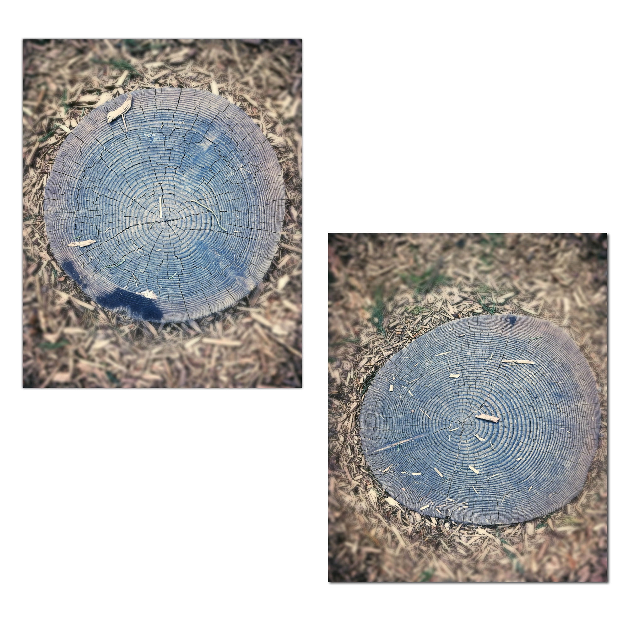 Rustic Growth Tree Ring Photography Set; Two 11x14in Unframed Paper ...