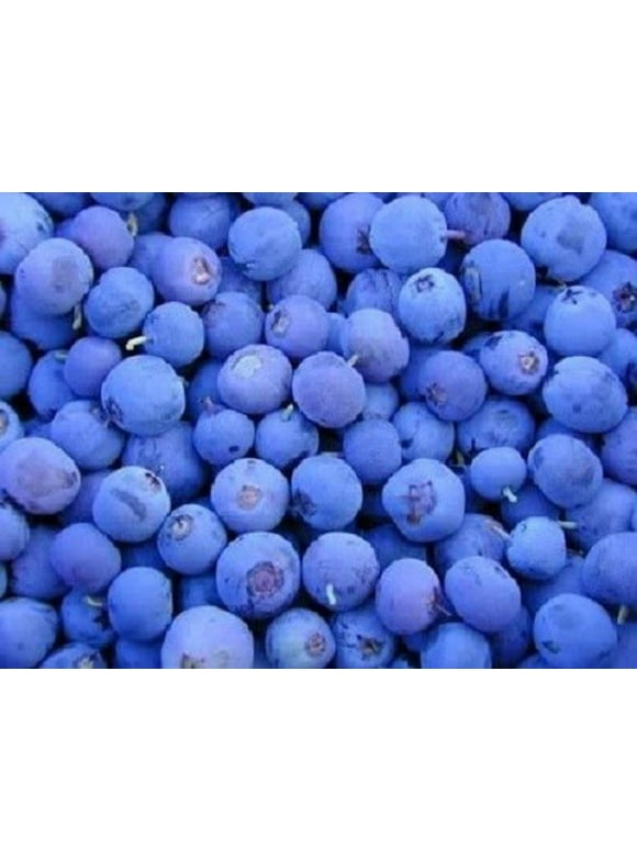 Blueberry Seeds in Seed Gardening - Walmart.com