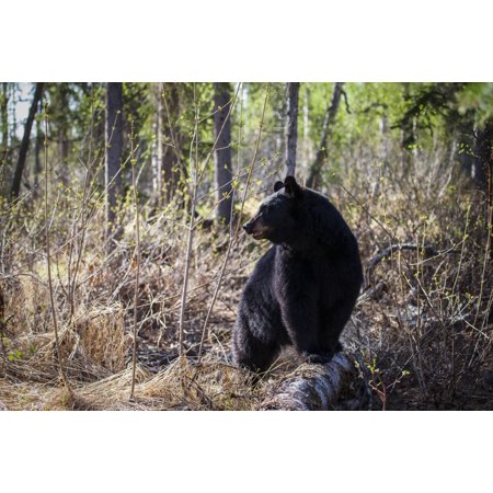 Black Bear (Ursus Americanus) In The Forest, South-Central Alaska ...