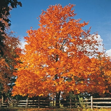 Tulip Poplar Dormant Bare Root Starter Shade Tree (1-Pack) - Walmart.com