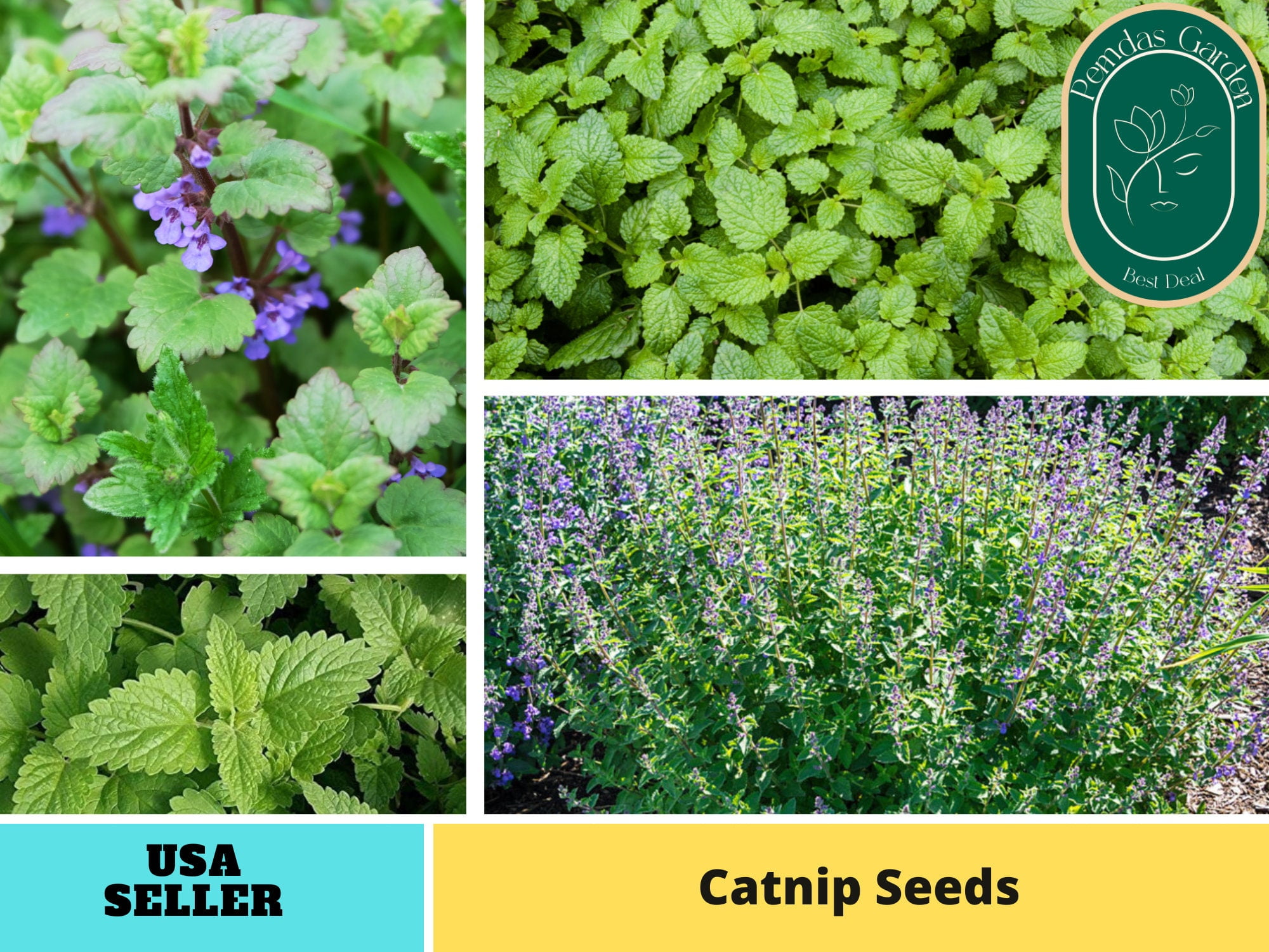 260 Seeds| Catnip Seeds - Authentic Seeds ~ GMO Free ~ Seeds~Flower ...