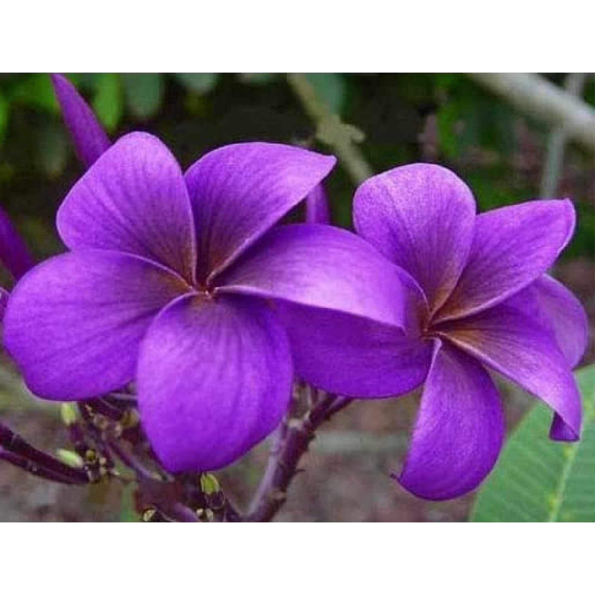 Purple Plumeria
