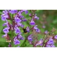 Broadleaf Sage Seeds/ Perennial/ Full Sun/860 Seeds 1/4 oz/ Zellajake ...