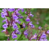 Broadleaf Sage Seeds/ Perennial/ Full Sun/860 Seeds 1/4 oz/ Zellajake ...