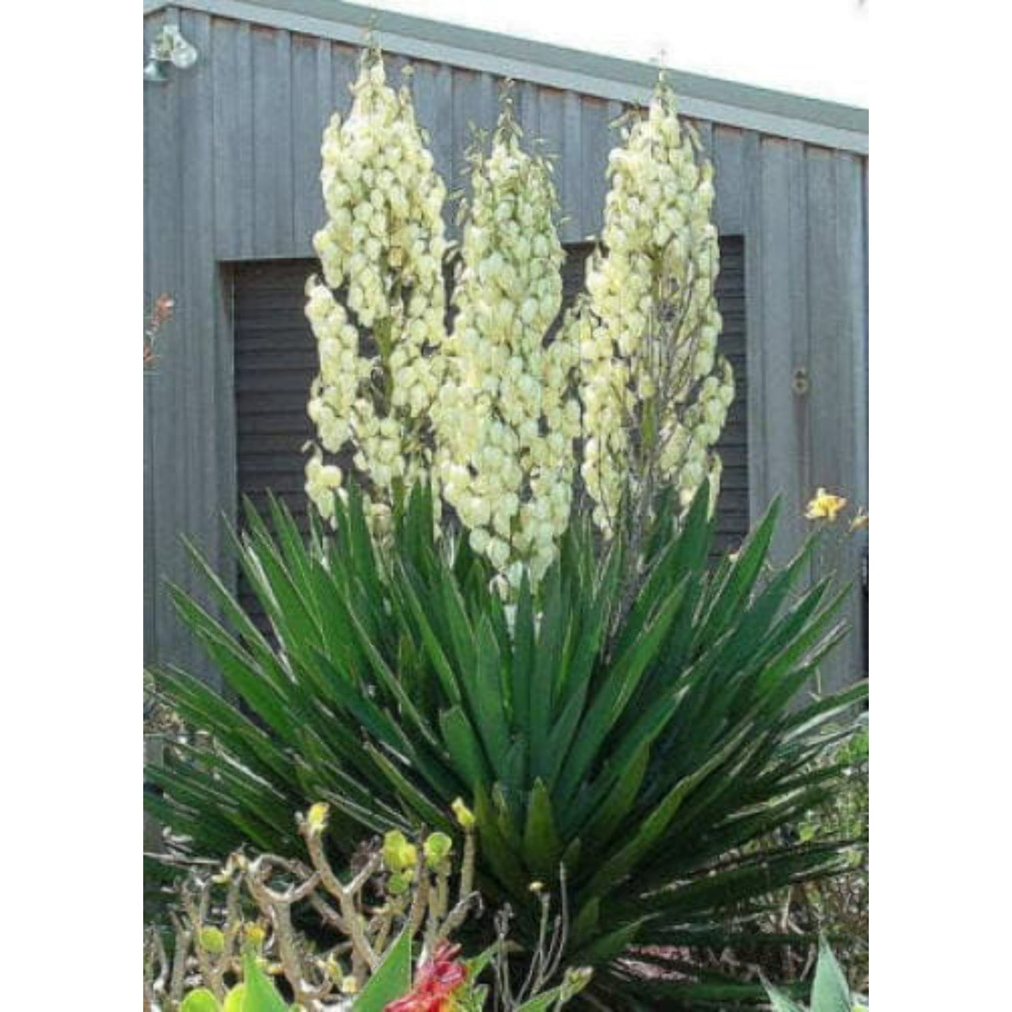 Click here for Seedville Usa 100 Yucca (Soapweed / Soapwell / Bea... prices