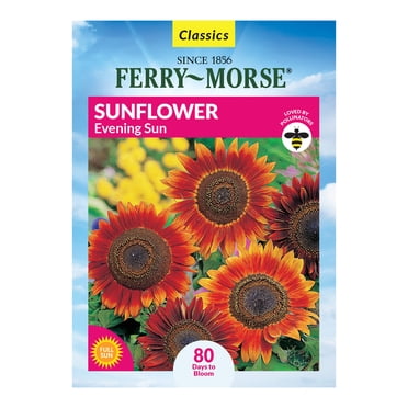 Burpee Evening Sun Mix Sunflower Flower Seed, 1-Pack for Planting - Walmart.com