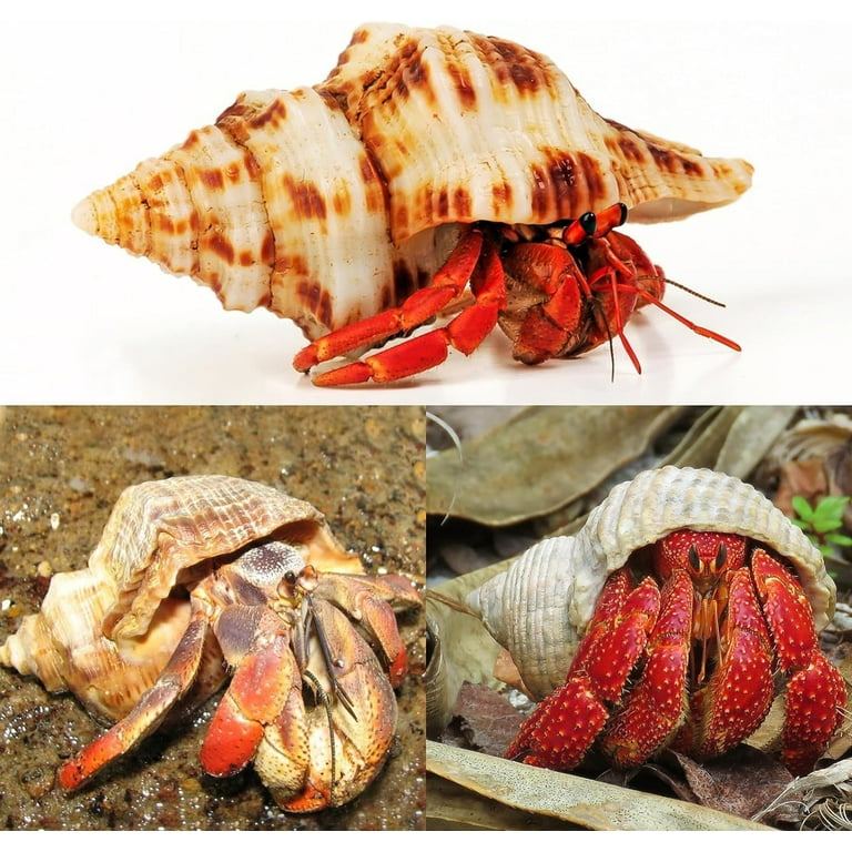 Cute Hermit Crab Shells