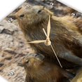 3drose, Brazil. a Capybara Sitting in Muddy Water with Its Offspring ...