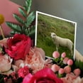 3drose, Ireland, Ring of Kerry, Sheep, Farm Animal - Eu15 Cmi0027 ...