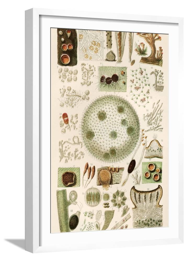 Plant And Fungi Microscopy, 19th Century, Botanical Scenic Framed Art ...