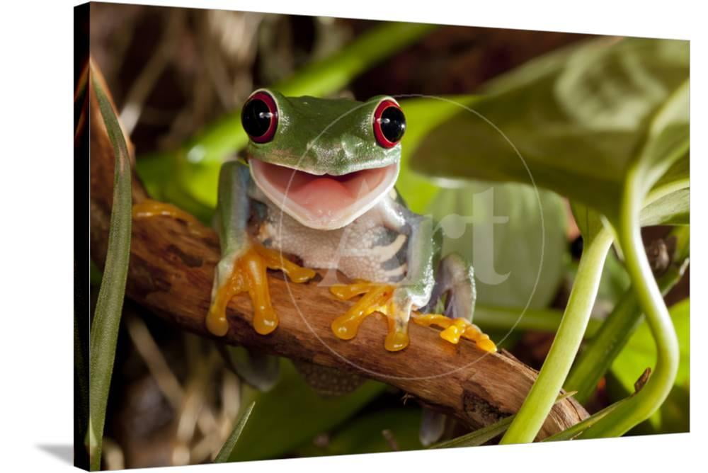 RedEyed Tree Frog Smile Stretched Canvas Wall Art by Linas T Sold by ...