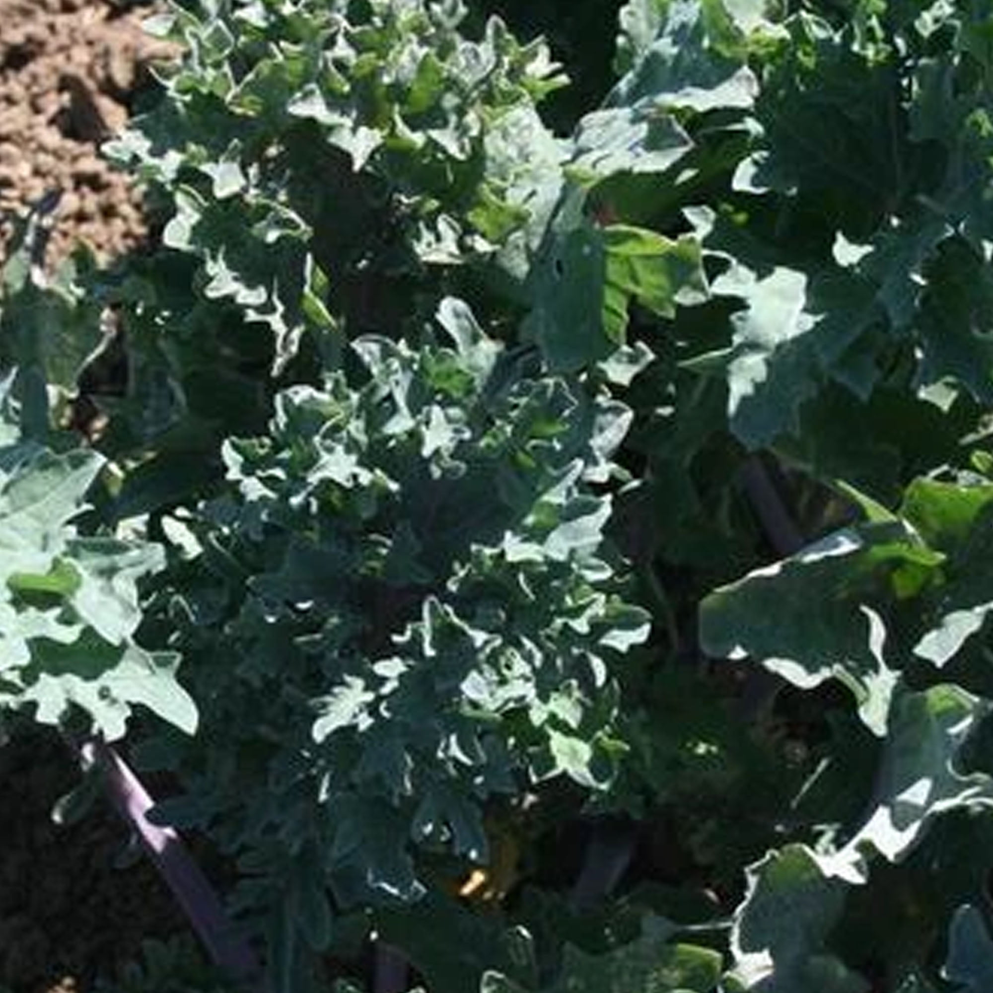 Red Ursa Kale seed - 1 g ~250 Seeds - Heirloom, Open Pollinated, Non ...