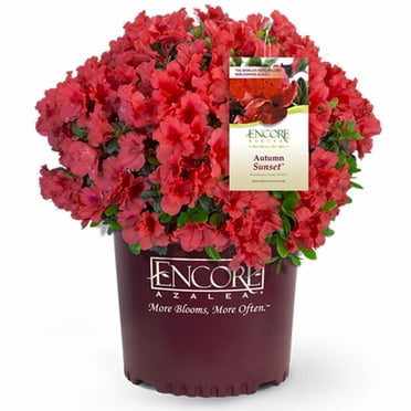 Encore Azalea Autumn Majesty (1 Gallon) Shrub with Purple Ruffled ...