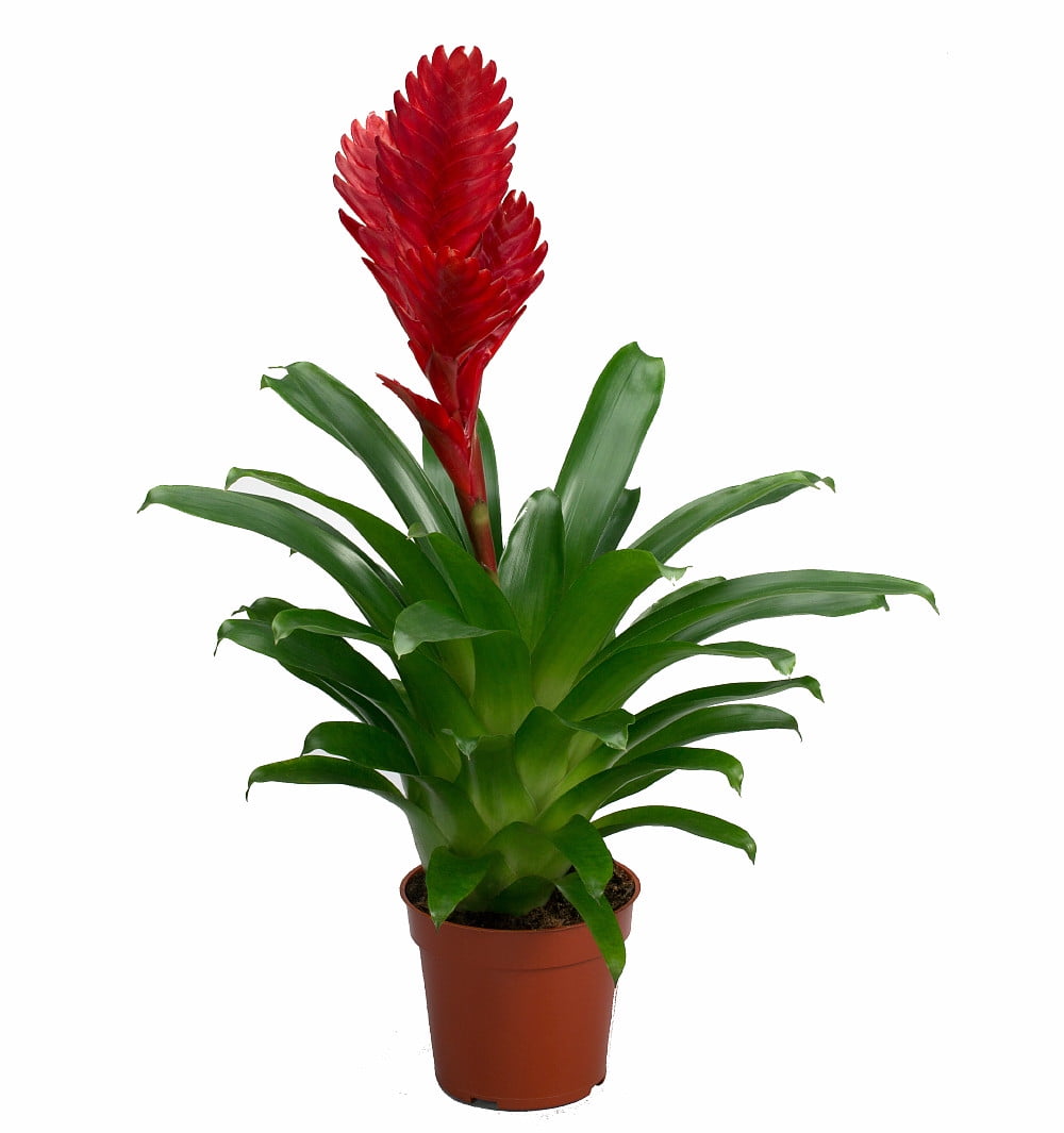 Jolanda Flaming Sword Vase Plant - Exotic & Easy - Vriesea - 6" Pot ...