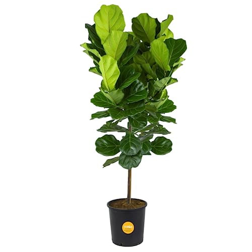 Click here for Costa Farms Fiddle Leaf Fig Tree  Ficus Lyrata Liv... prices