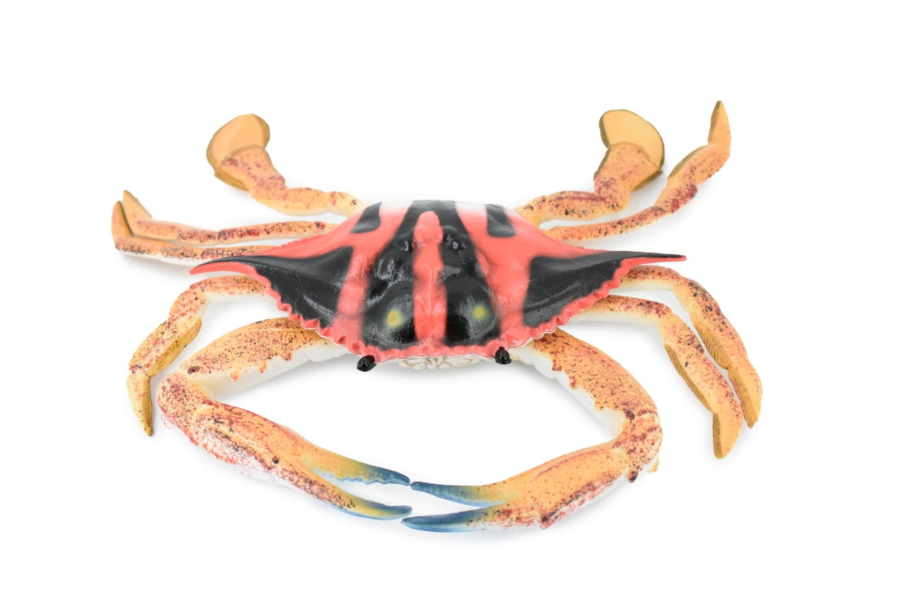 Crab, Speckled swimming Crab, Museum Quality, Rubber Crustacean, Hand ...