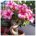 Adenium Obesum for Planting-(Non-Artificial)-Simple to Cultivate Fast ...