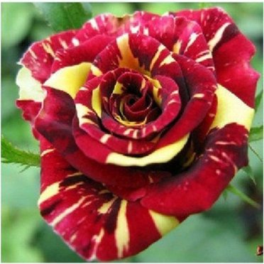 Blue Dragon Rose Seeds 20 SEEDS - Walmart.com