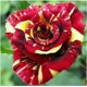 Rare Rose Seeds Meteor Shower Red Yellow Rose Bush 20 Seeds - Walmart.com