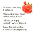 Plant Therapy Geranium Bourbon Essential Oil 100% Pure, Undiluted ...
