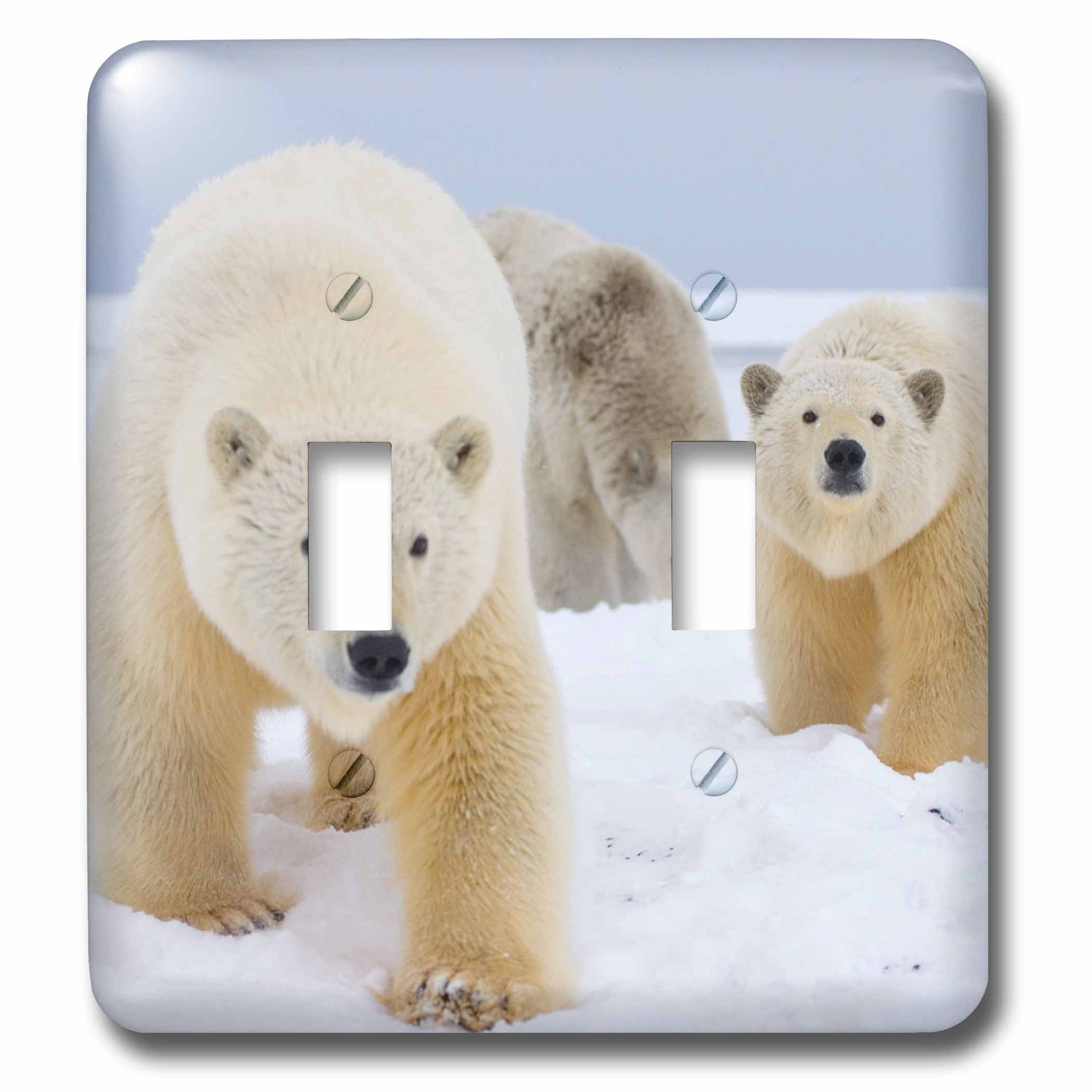 Polar bear Arctic National Wildlife Refuge Alaska - US02 SKA3636 ...