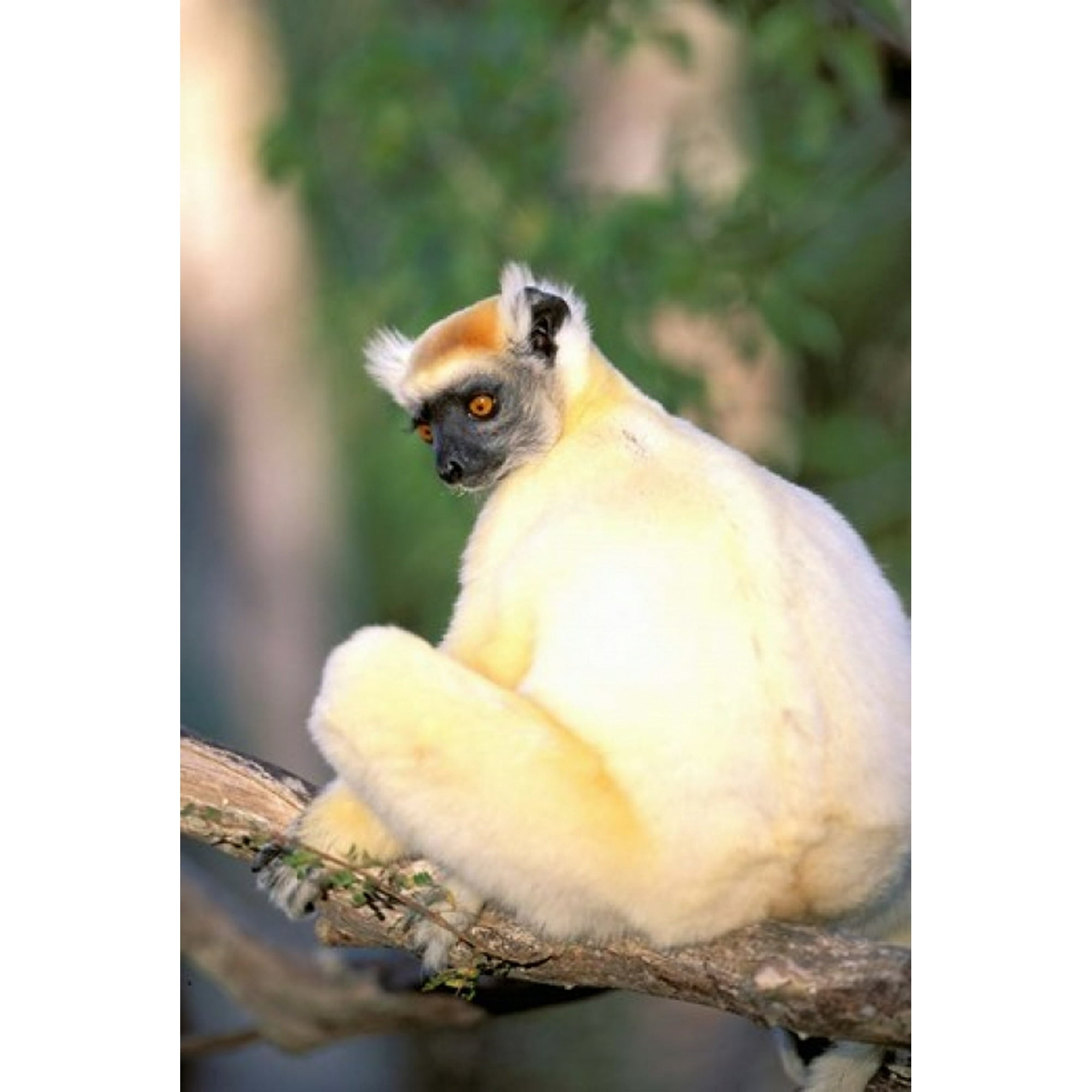 Golden Crowned Sifaka