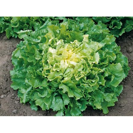 SeedsUP - 500+ Endive Grado Pancholieri Salad (Chicory Frisee ...